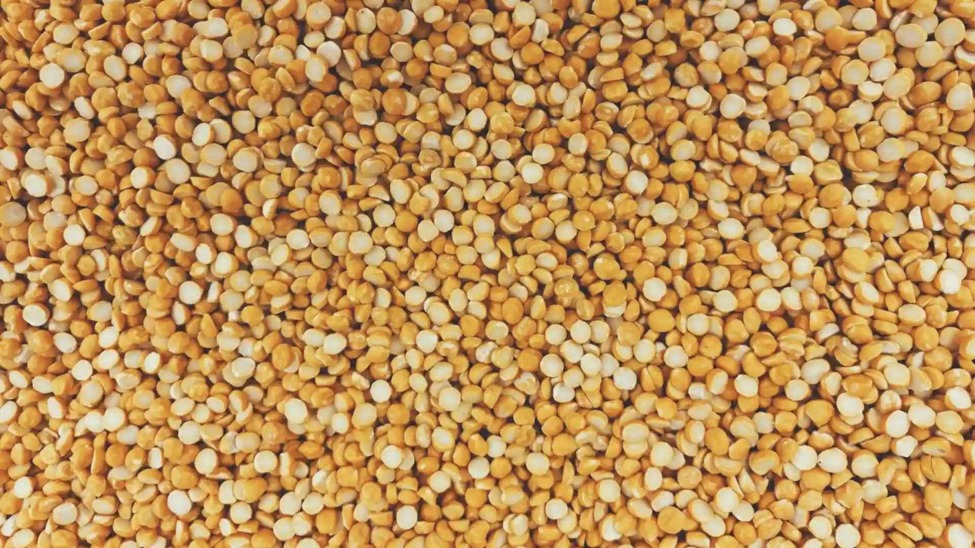 Pea Starch Properties for the Food Industry| SANYGRAN